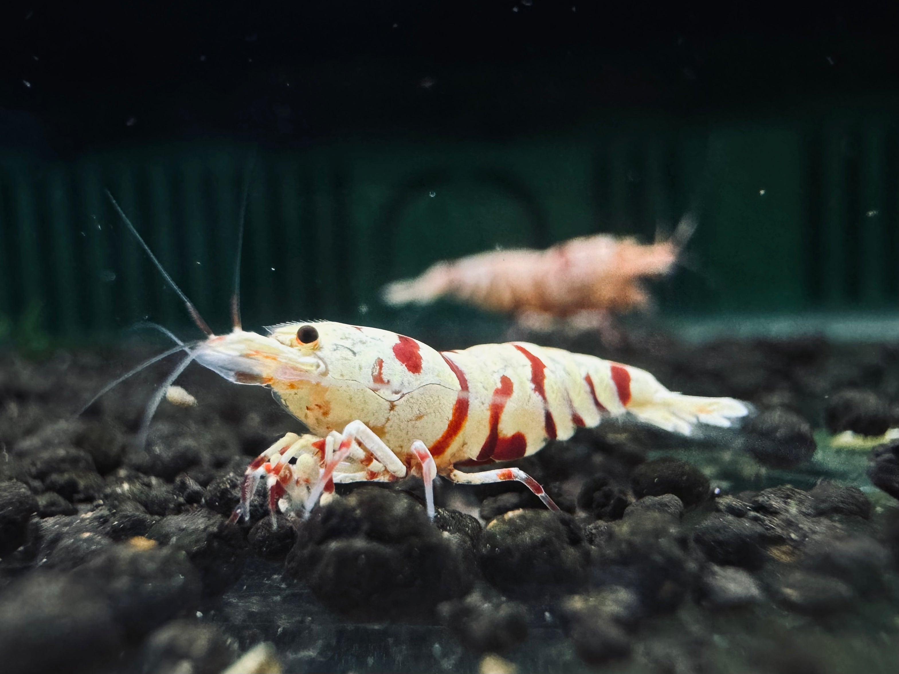 RED FANCY TIGER - S GRADE($29.99/1p) – iShiaMi Aquatic